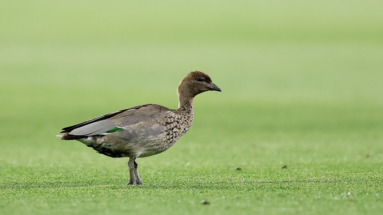 Pooping duck gives the commentators the giggles - ESPN