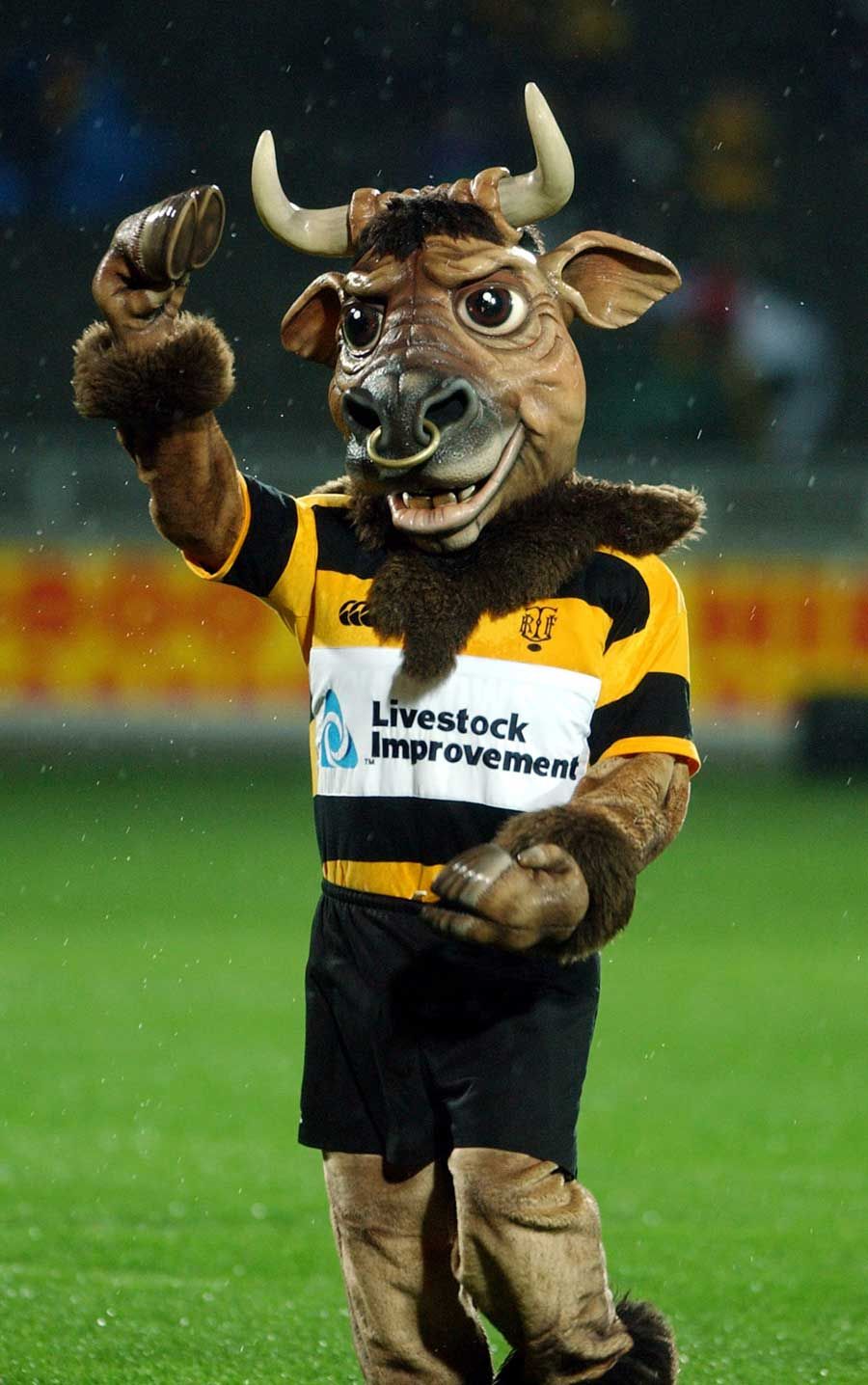 New Zealand: Taranaki launch search for bull as new mascot - ESPN