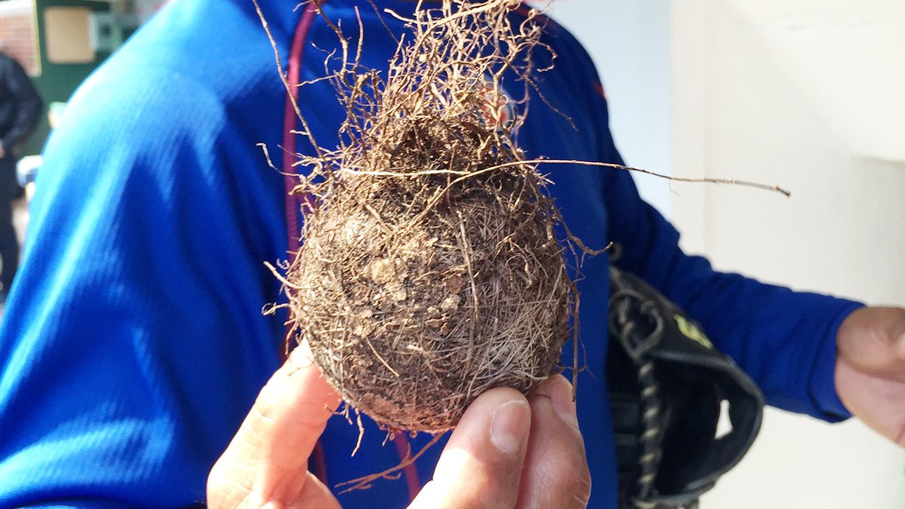 Wrigley Field ivy yields ancient prize for Cubs coach Davey Martinez ...