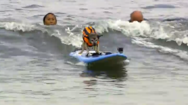 Stop everything you're doing and watch these surfing dogs - ESPN