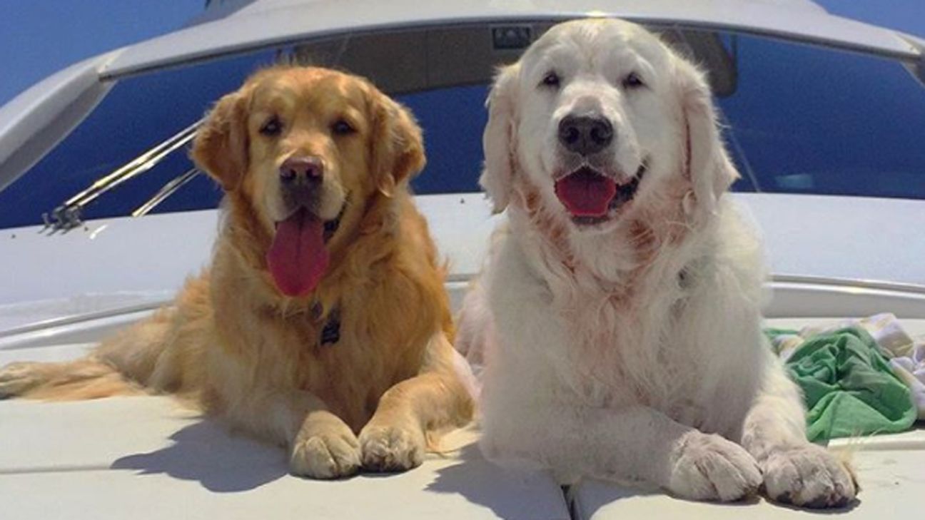 Alexis Sanchez dogs Atom and Humber sport their own United shirts - ESPN