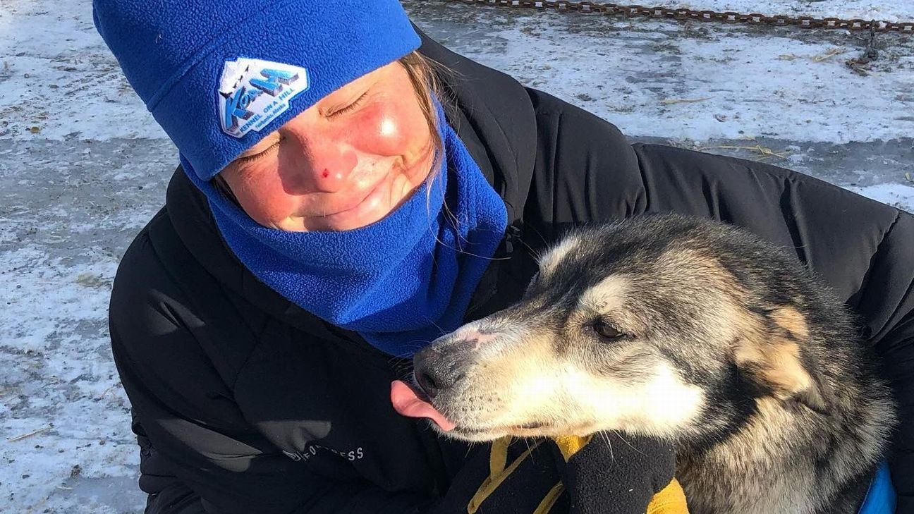 How Iditarod rookie Bridgett Watkins, attacked by a moose, survived yet ...