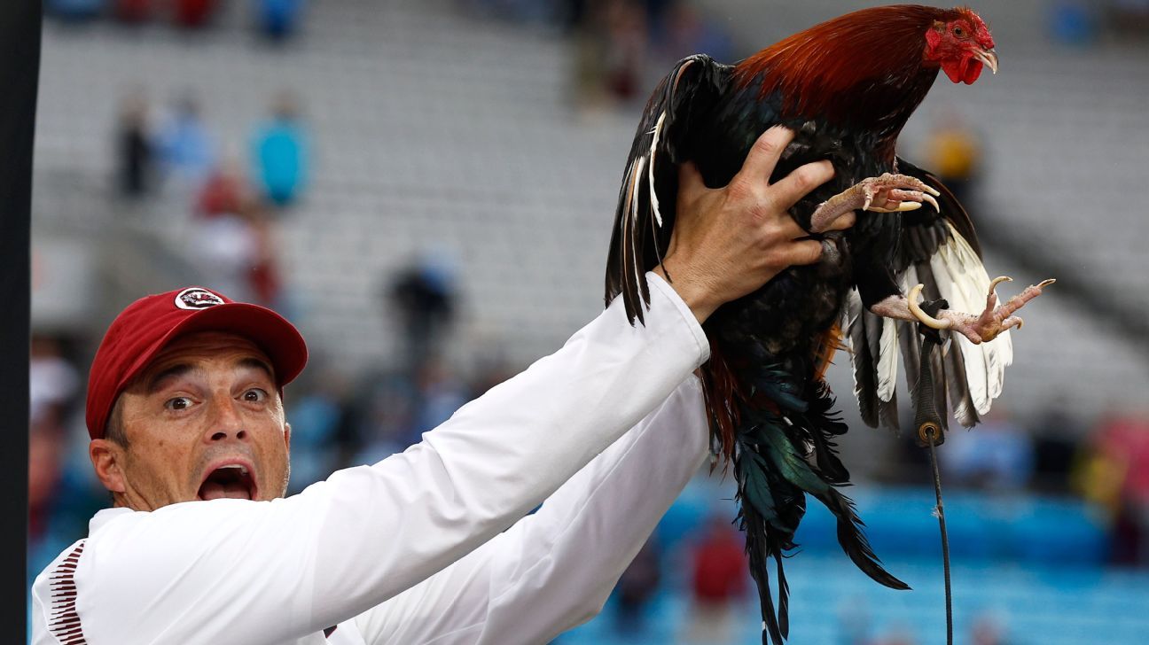 South Carolina's live rooster mascot has been renamed "The General" - ESPN