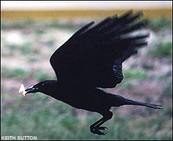 Crows vs. hawks present captivating battle - ESPN